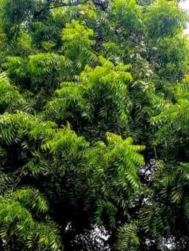 The leaves of this tree work as a panacea for health Sugar level will ...