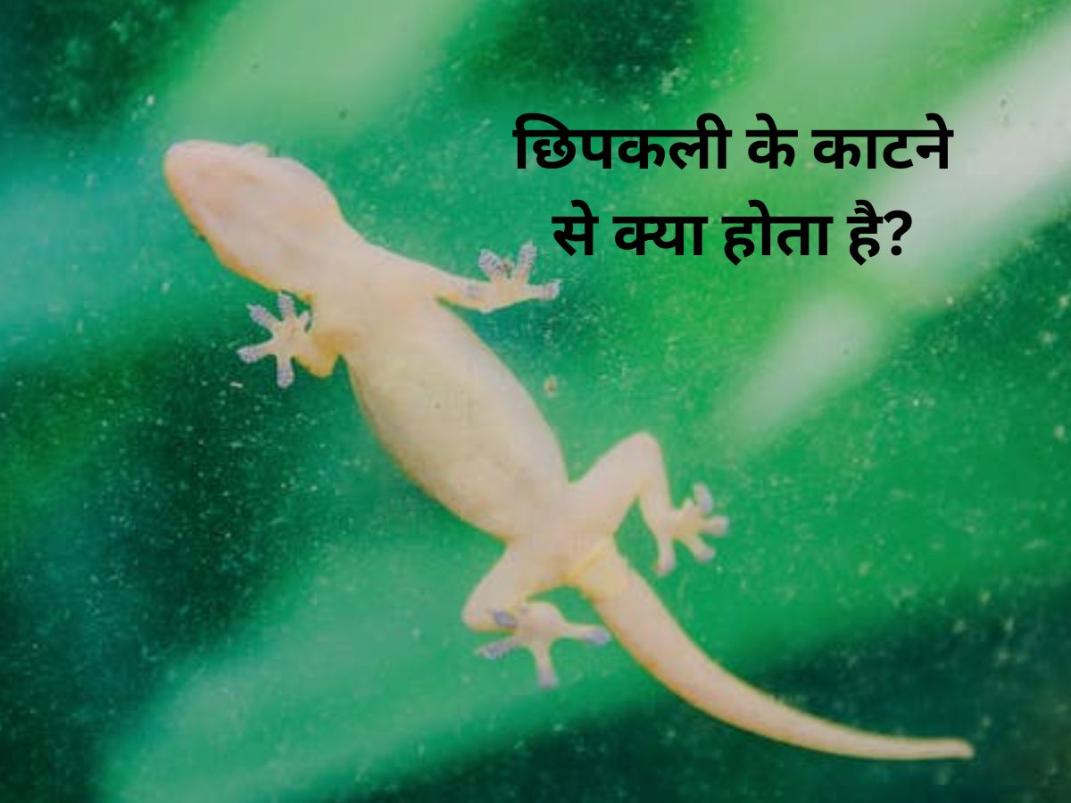 Do Lizards bite humans how much poison it contain chhipkali ka jahar ...