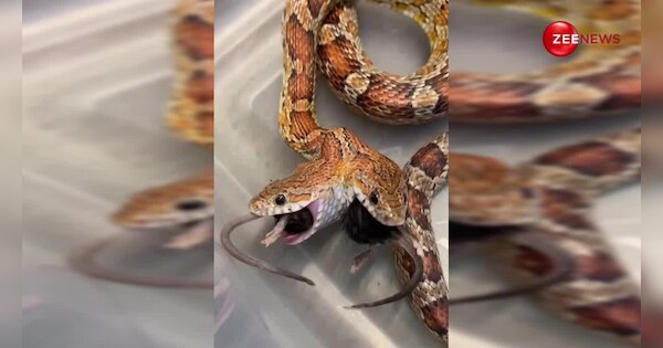 two faced king cobra hunted two animals together watch this dangerous ...