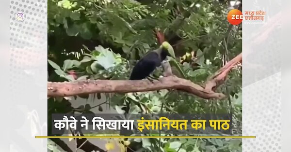Animal Viral Video Bird Crow and Parrot love won people hearts you will ...