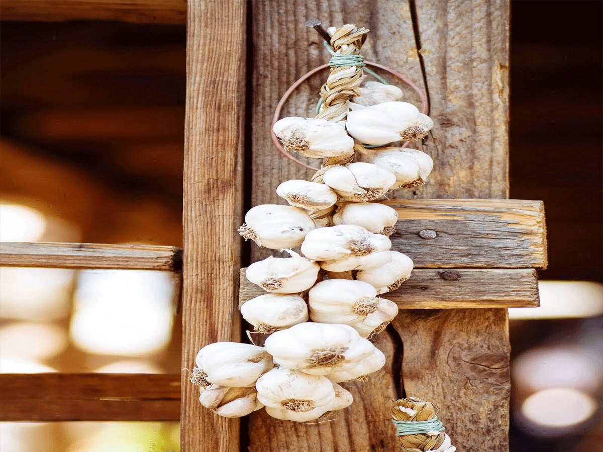 lahasun ke totake Garlic tricks that show effect from the next day ...