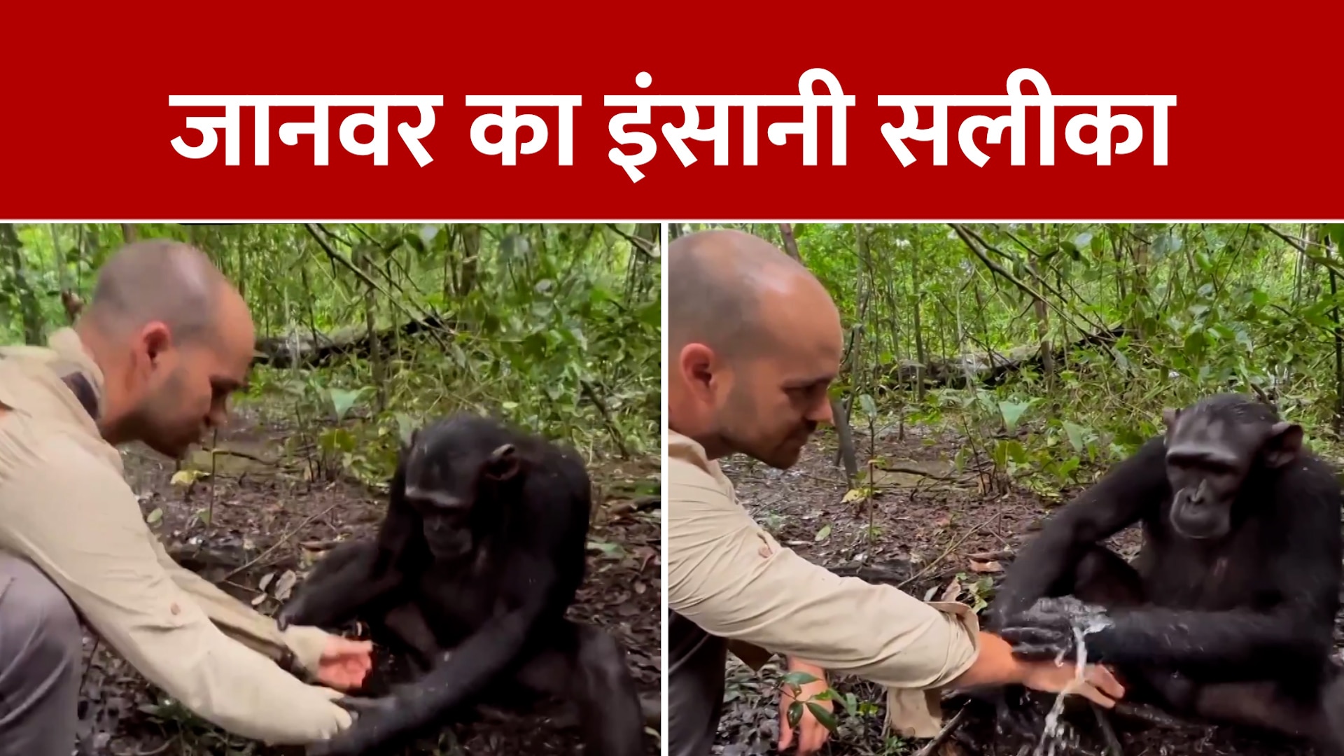 Chimpanzee Drink Water From Tourist Hand People Said Learn Human ...