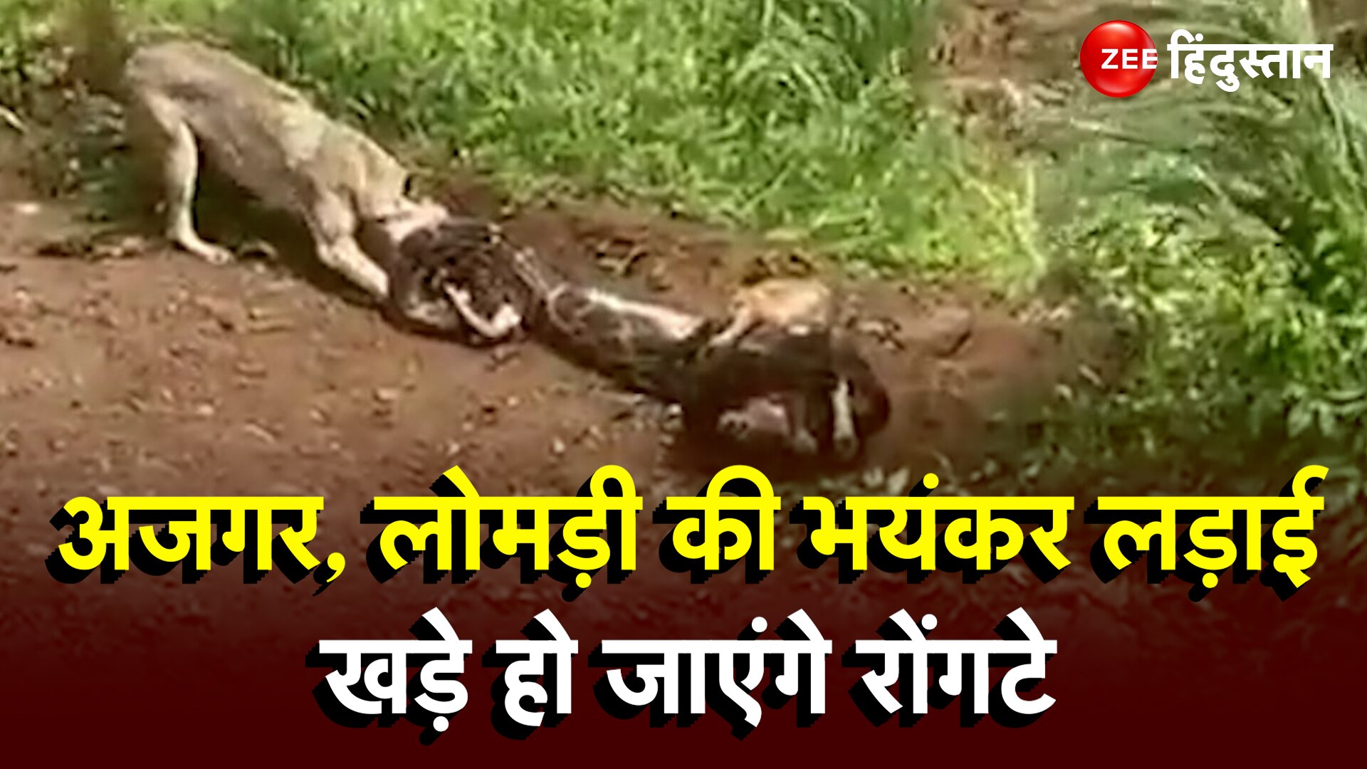python and fox fight video goes viral in social media | King Cobra ...