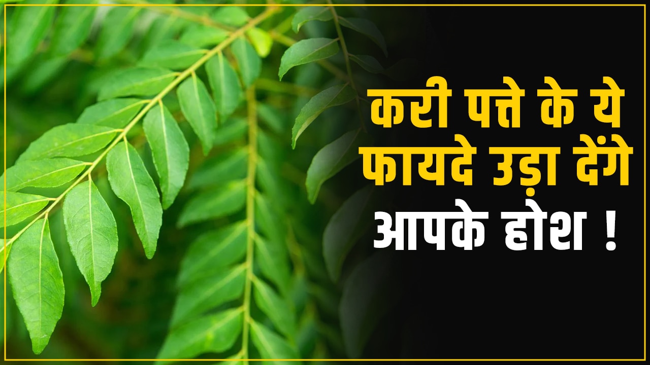 Curry leaves benefits drive diseases of the body know kari patta khane ...