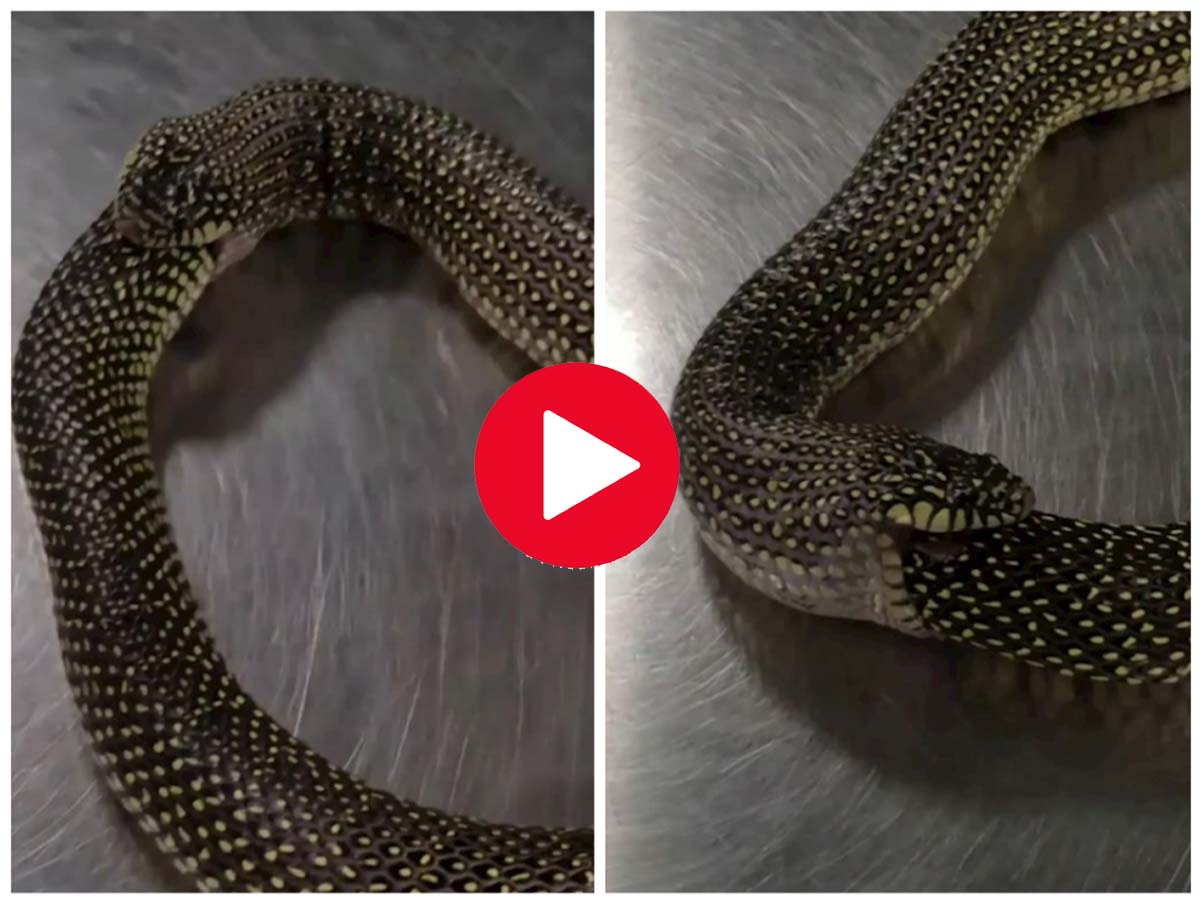 snake viral video snake swallow himself video goes viral on social ...