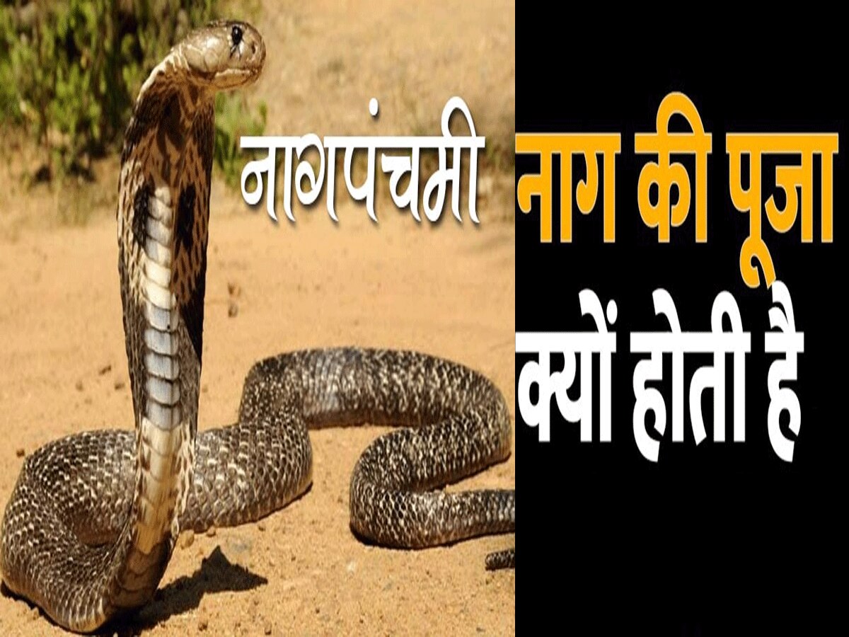 Know why snakes are worshiped and milk is fed on the day of Nagpanchami ...