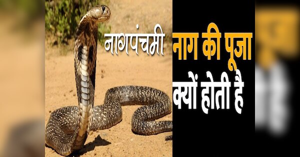 Know why snakes are worshiped and milk is fed on the day of Nagpanchami ...