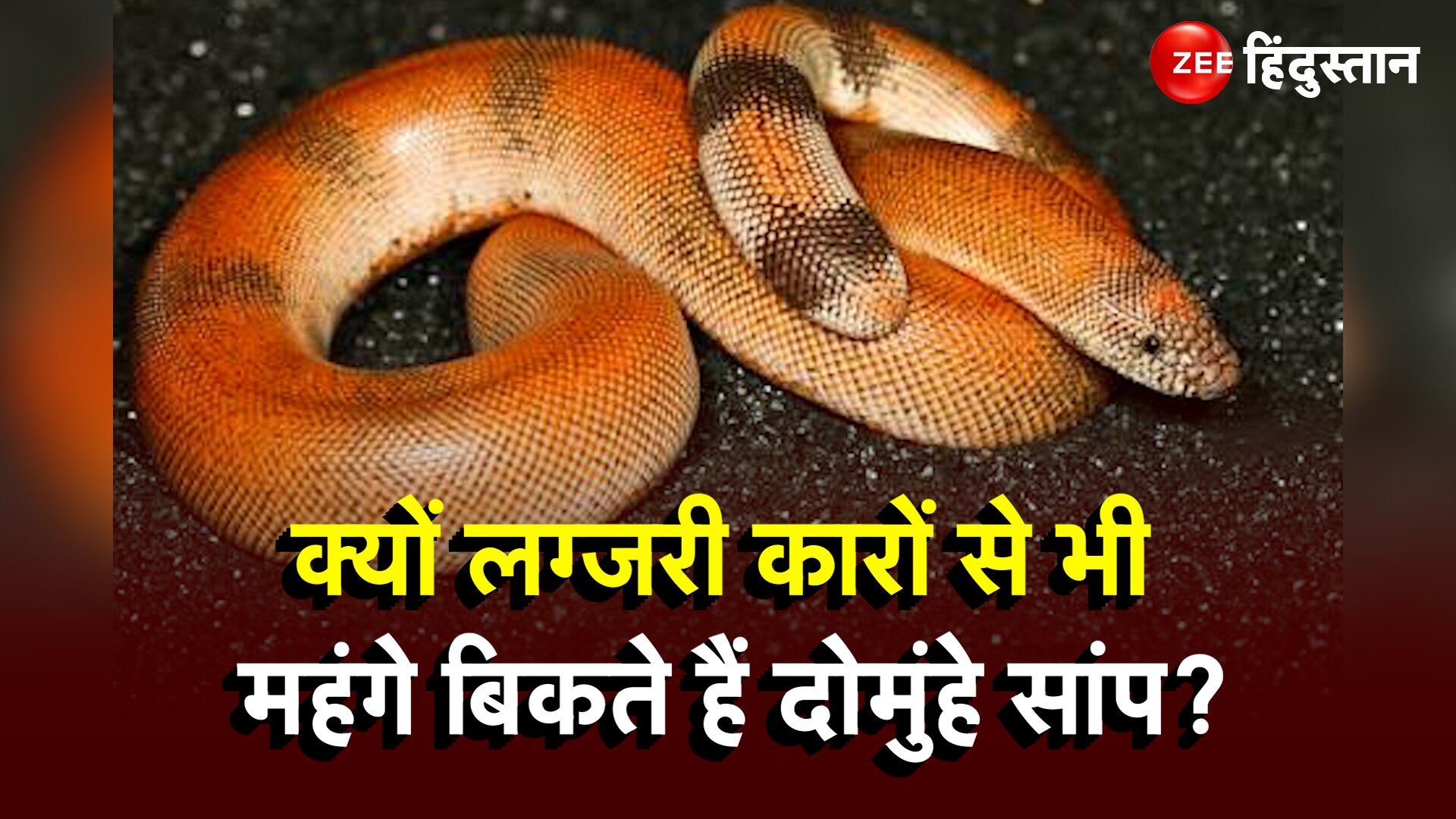 double face snake international market price in crores know why red ...