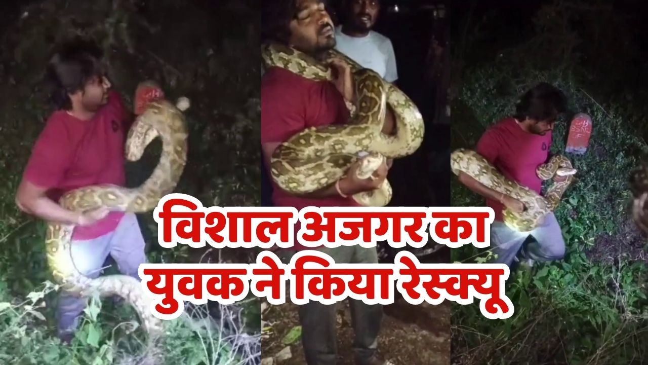 Python Video Young man made the mistake of adopting a giant python after rescuing it | Python ...