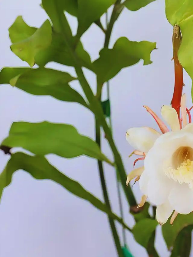 vastu plants benefits of lotus flower direction days kamal ke fool ka ...