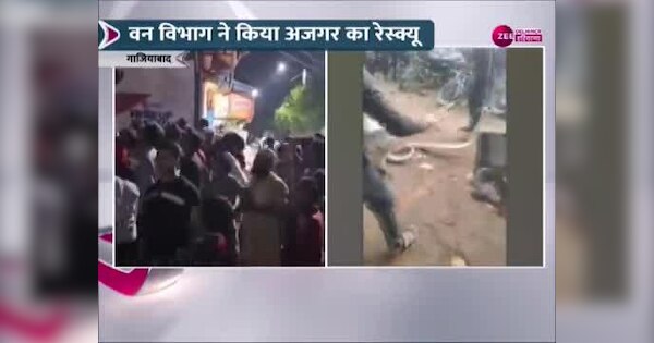 Python caught climbing banyan tree at night bargad pe ped par ajgar ...