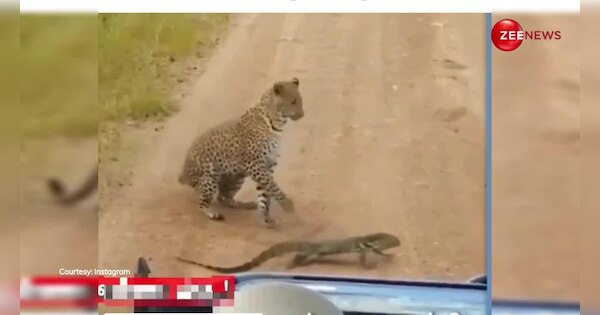 cheetah was teasing a wild lizard she slapped it with tail viral animal ...