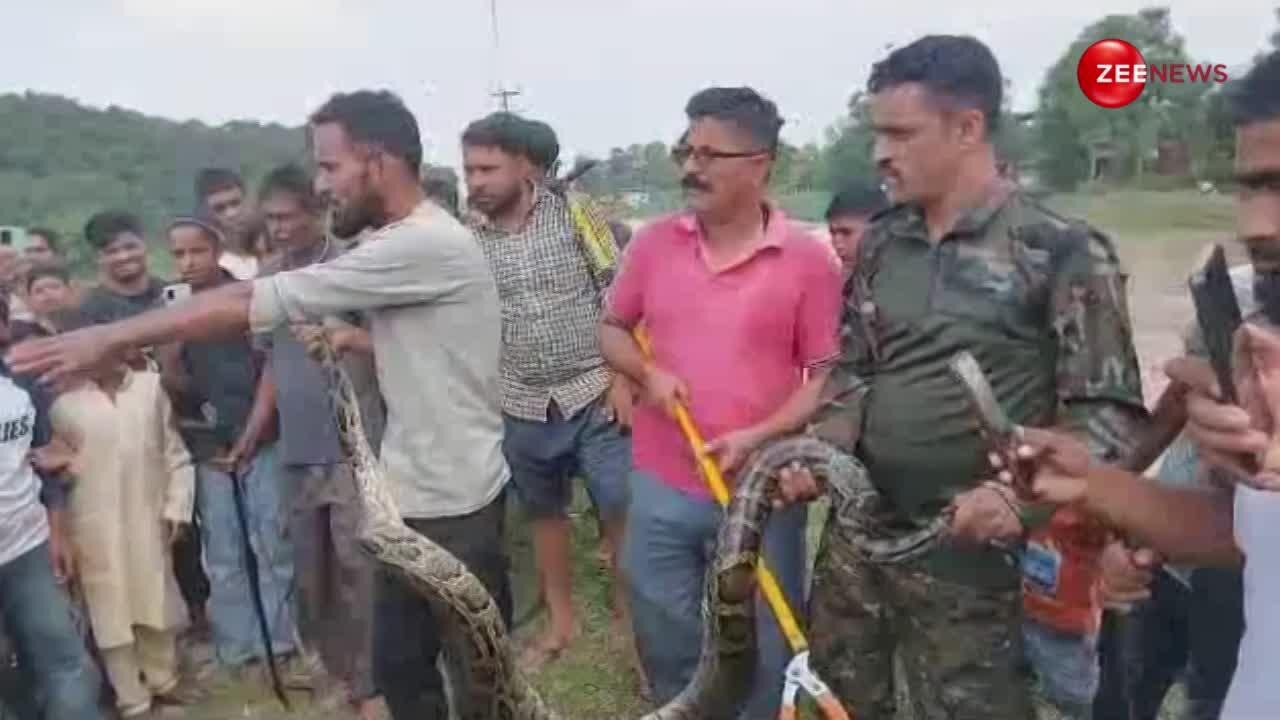 14 feet long rare species of python was badly trapped inside bridge ...