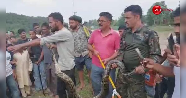 14 feet long rare species of python was badly trapped inside bridge leaving the rescuer sweating ...
