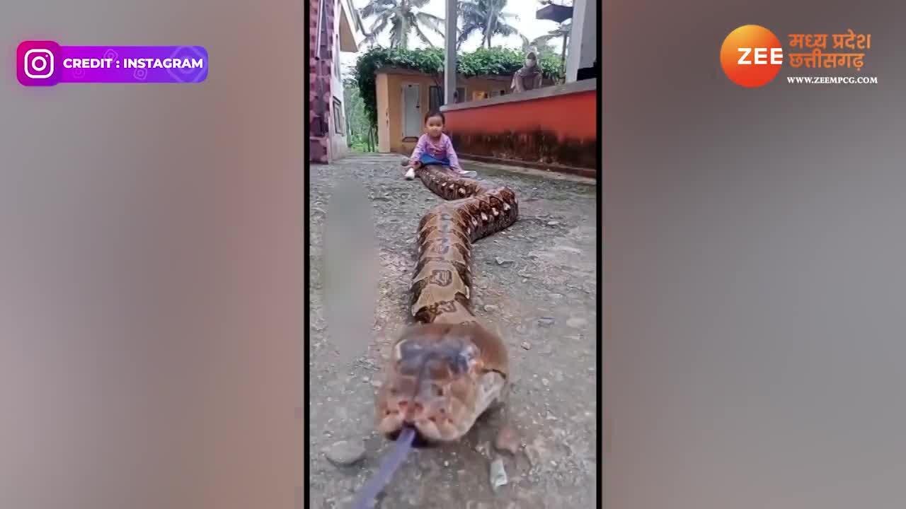 Child Playing With Python Ride Dangerous Snake Back Ajgar Ke Peeth Ki ...