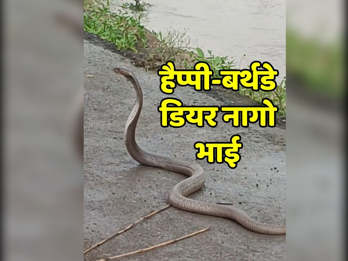 Nag Panchami snakes on monday boys wished clapped and said Happy ...