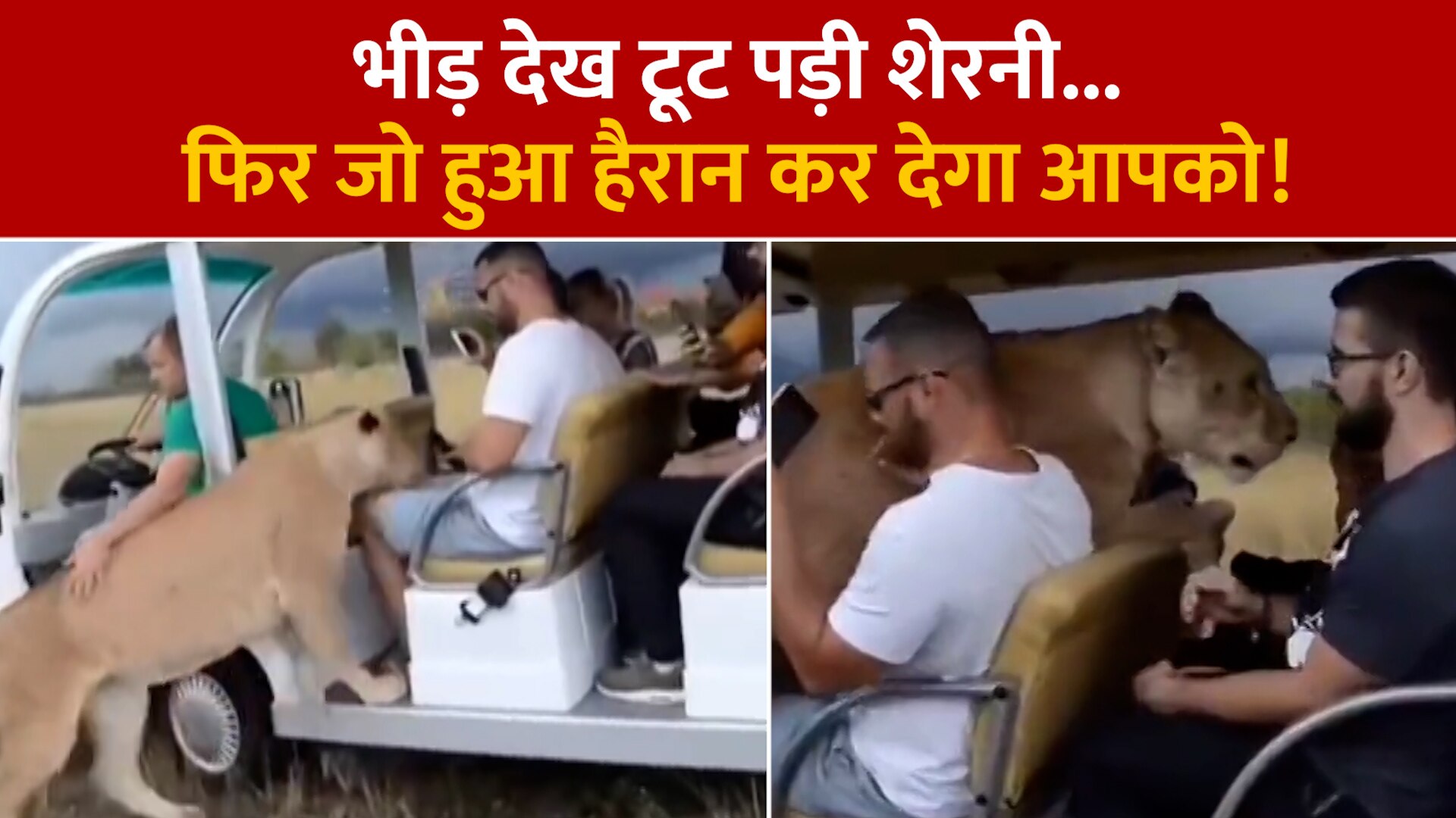 lion attacked on tourist in jungle safari socil media shocked to see ...