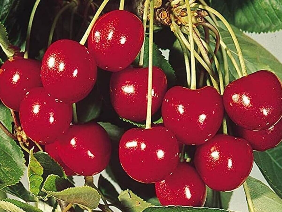 Poisonous Fruit Seeds: ସେହି ଫଳ ଯାହାର ମଞ୍ଜି ଖାଇବା ଦ୍ୱାରା ହୋଇପାରେ ମୃତ୍ୟୁ ...