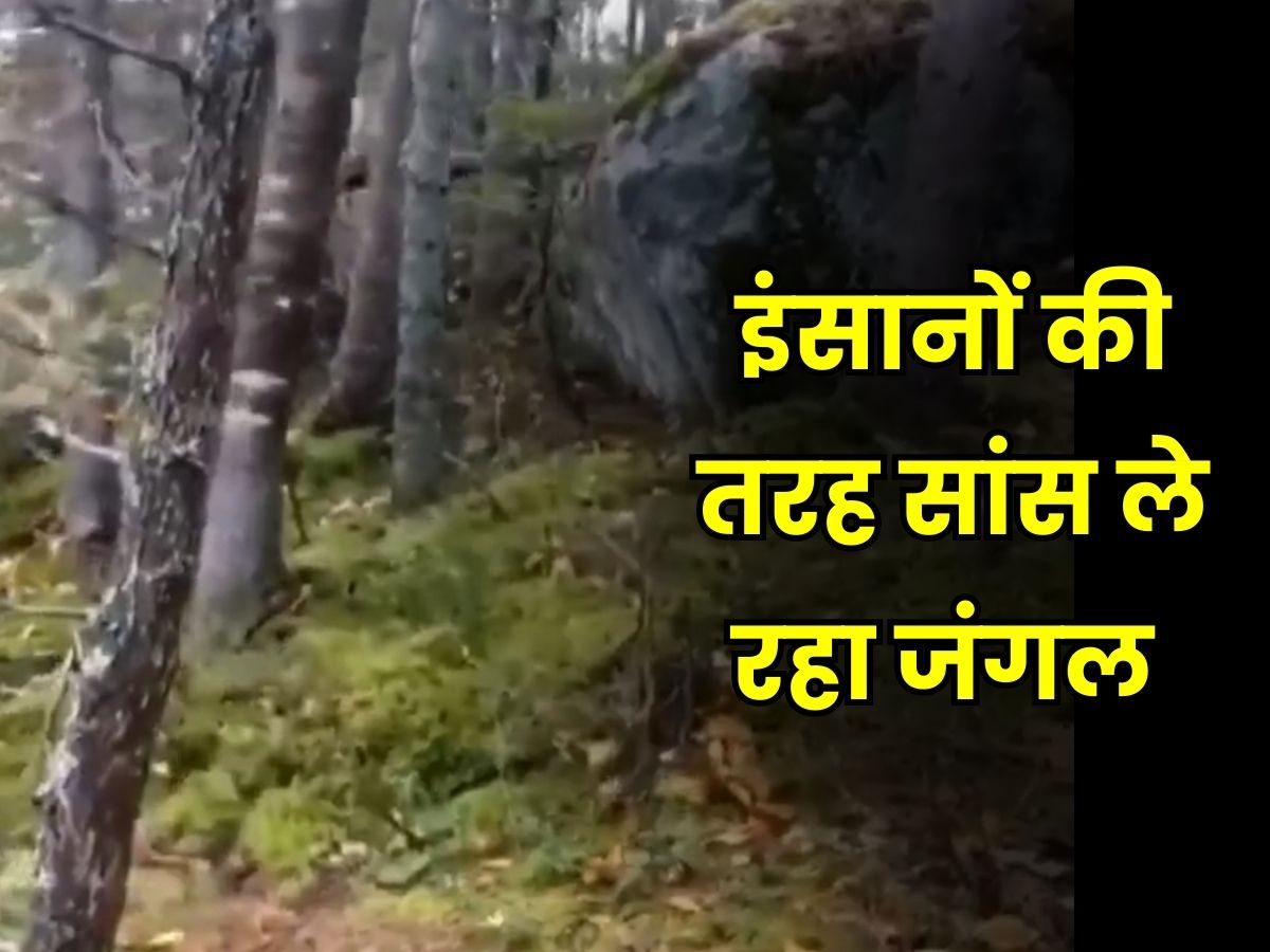 Breathing Forest Viral Video like humans became a matter of curiosity ...