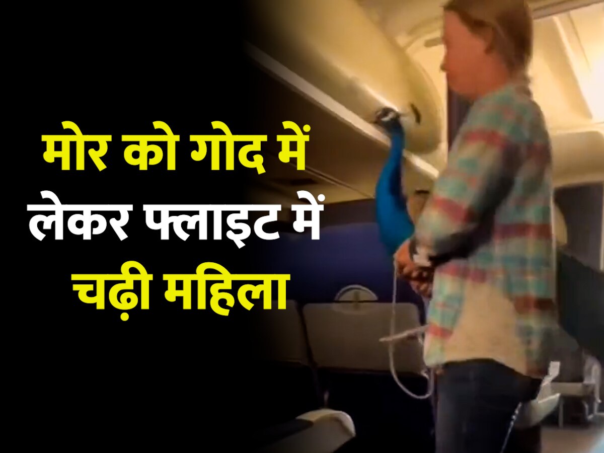 Peacock Viral Video Woman boarded flight with mor in her lap like a ...