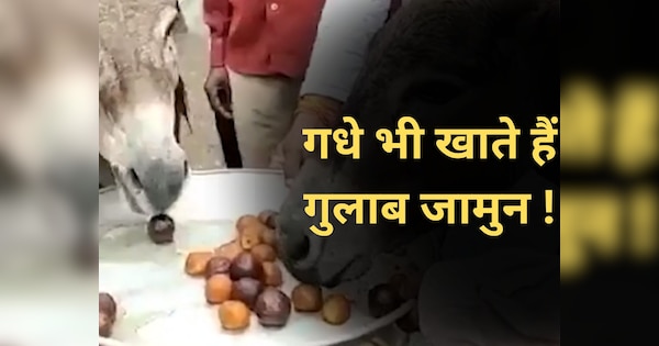 Viral Video Of Donkey Eating Gulab People Shocked To See Animal On ...