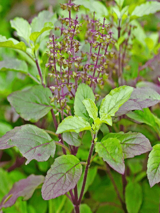 tulsi benefits not only for health but also for skin use it like this ...