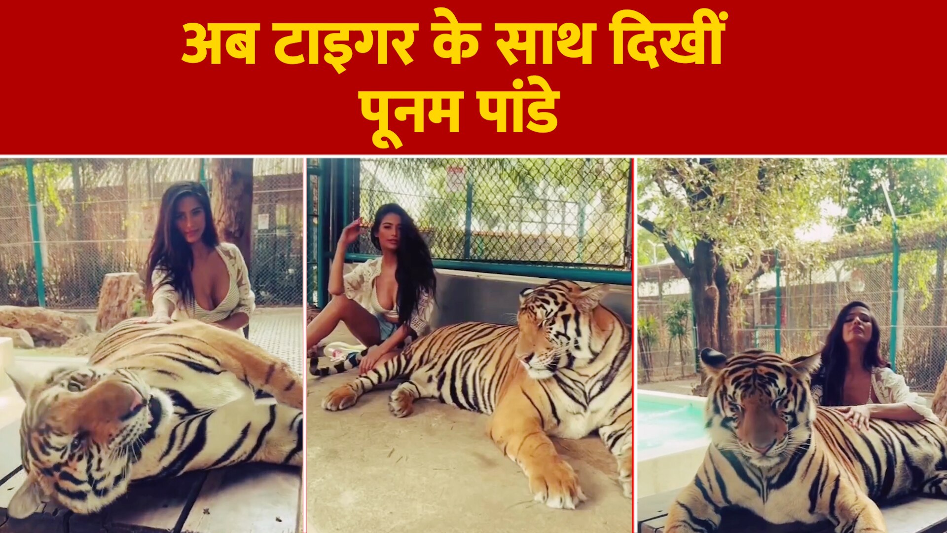 Poonam Pandey Hot seductive photoshoot with Tiger Video viral on social ...