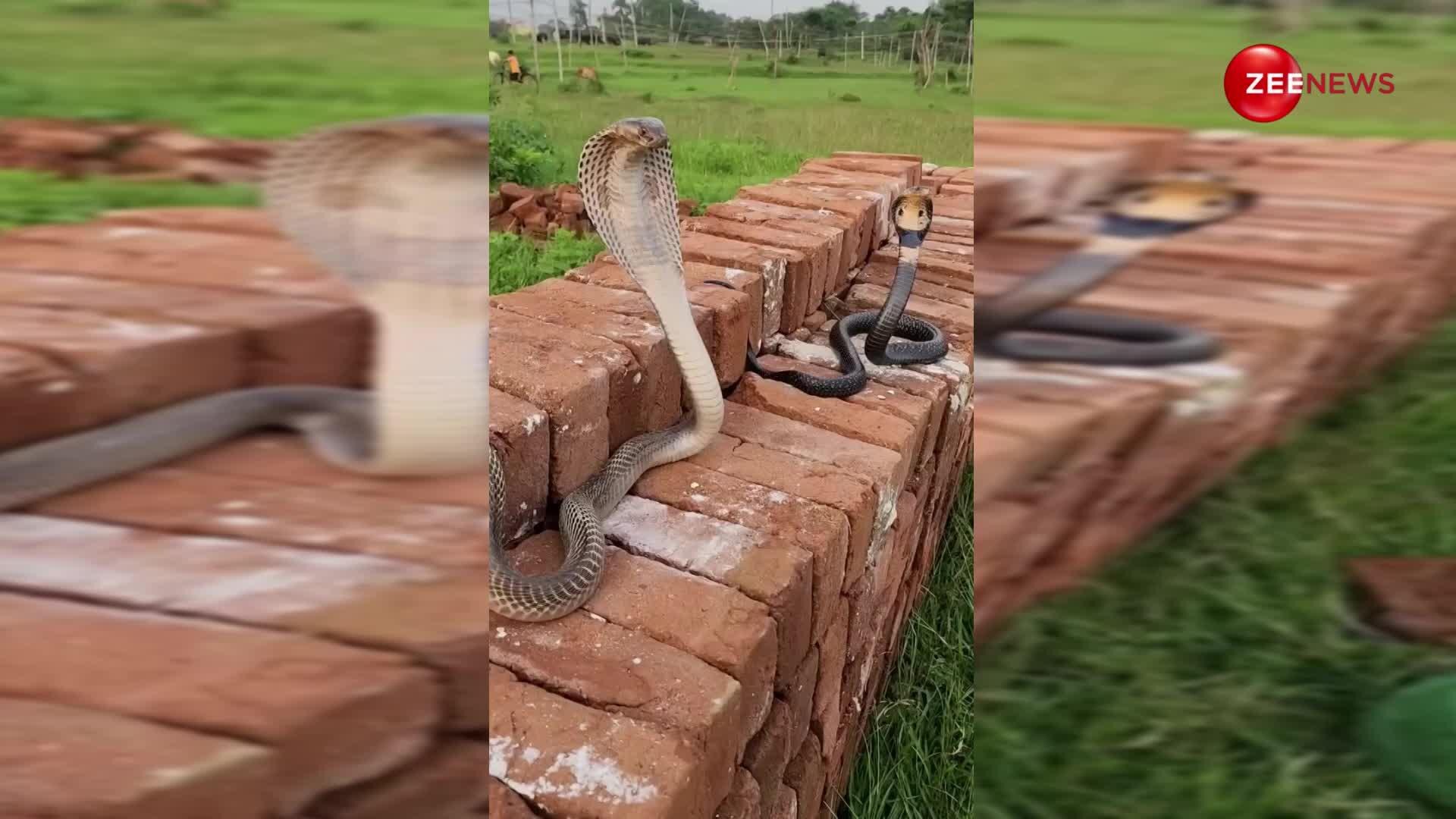 King Cobra chandra Nag and Indian cobra seen sitting together, video ...