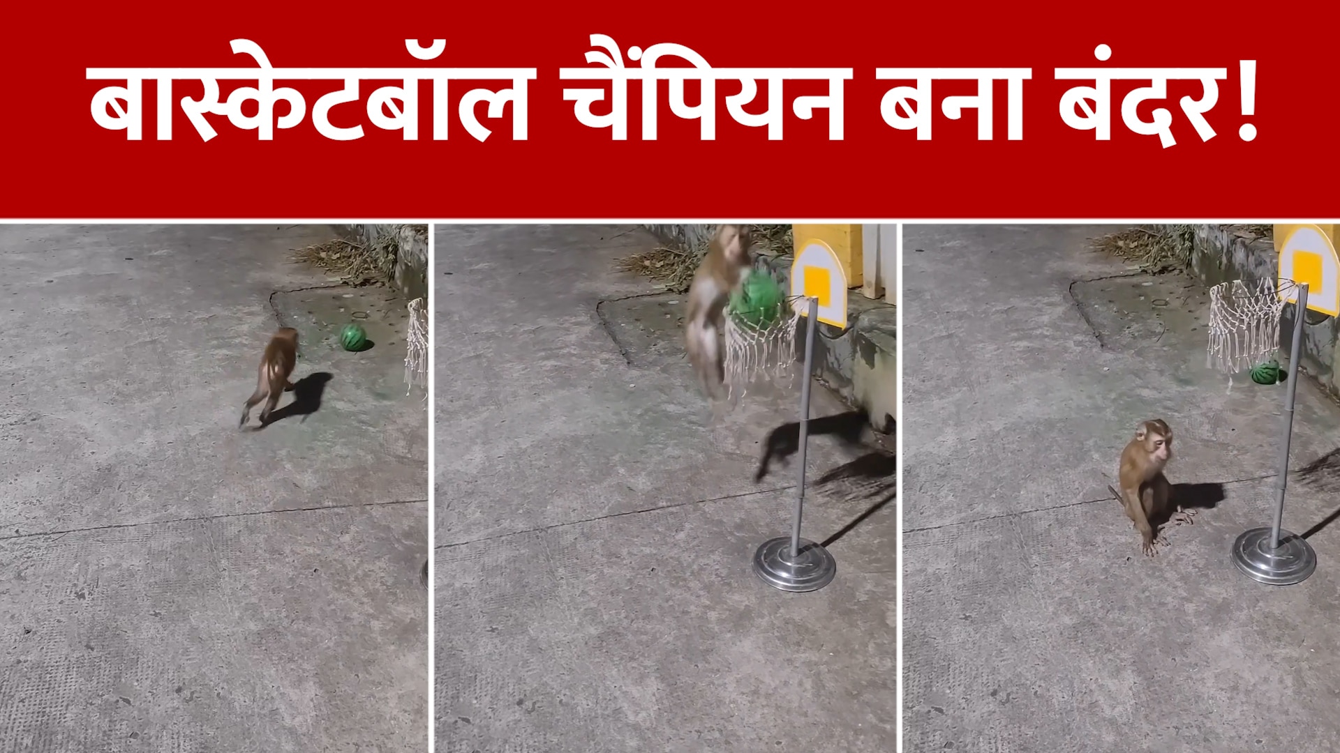 video of monkey played basketball viral at social media | Monkey Viral ...