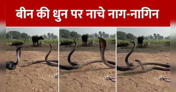 King Cobra naag naagin Dance Video Viral Clip Of Two Snakes on Flute ...