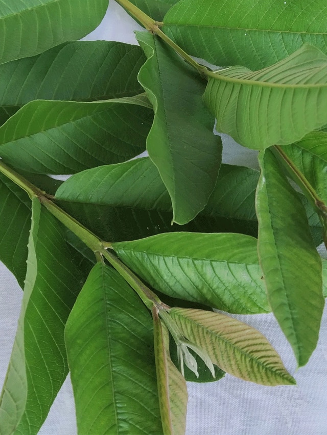 Guava Leaves Benefits Guava leaves have many great benefits they are ...