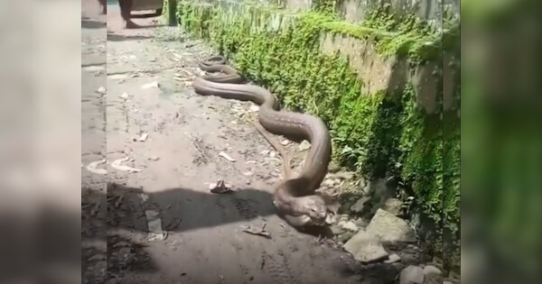 python was coming out of narrow lane after hunting snake watch trending ...