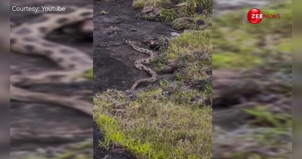 asia biggest python seen crawling on mountains you never seen before ...