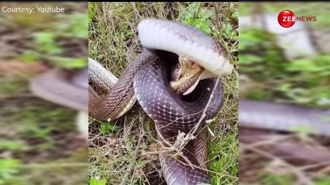 two king cobra snakes turned out to be known enemies of each other ...