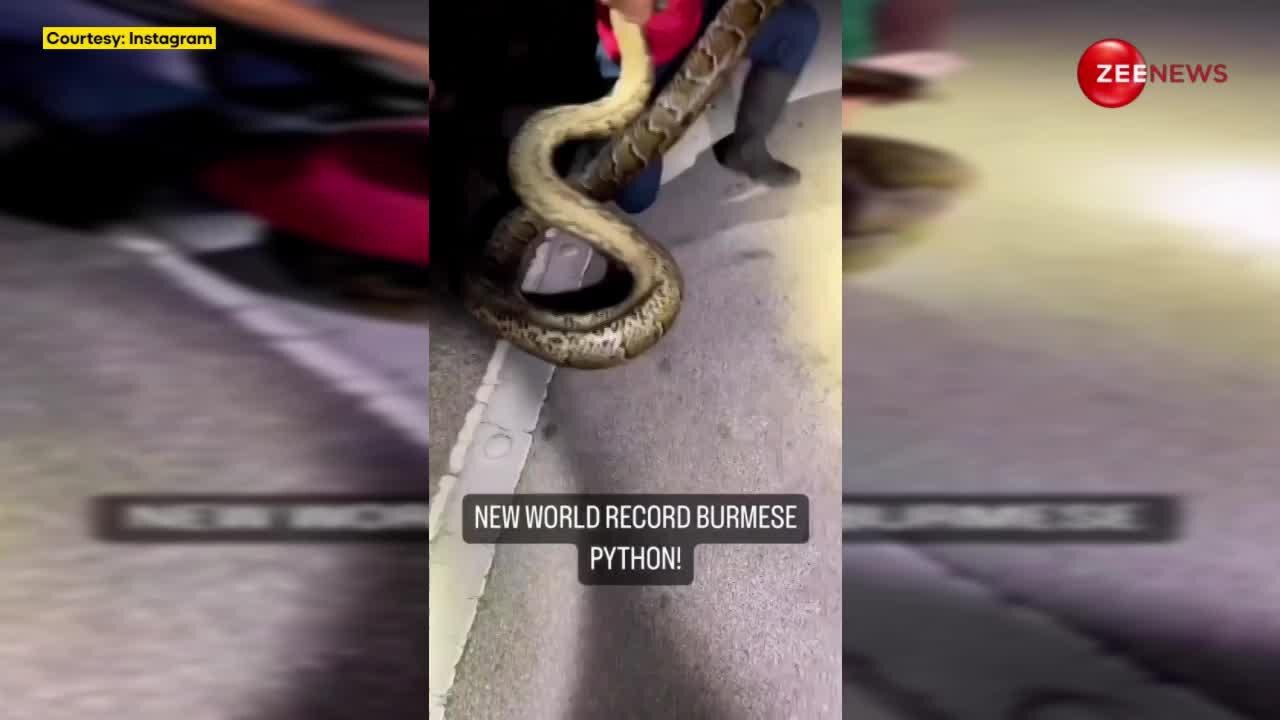 video of man wrestles monstrous python bare handed internet petrified ...