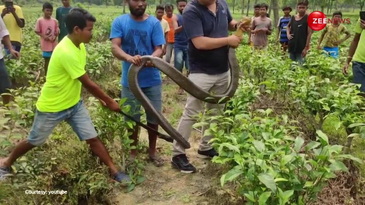 king cobra rescued from tea garden rescuer also in shocked after seeing ...