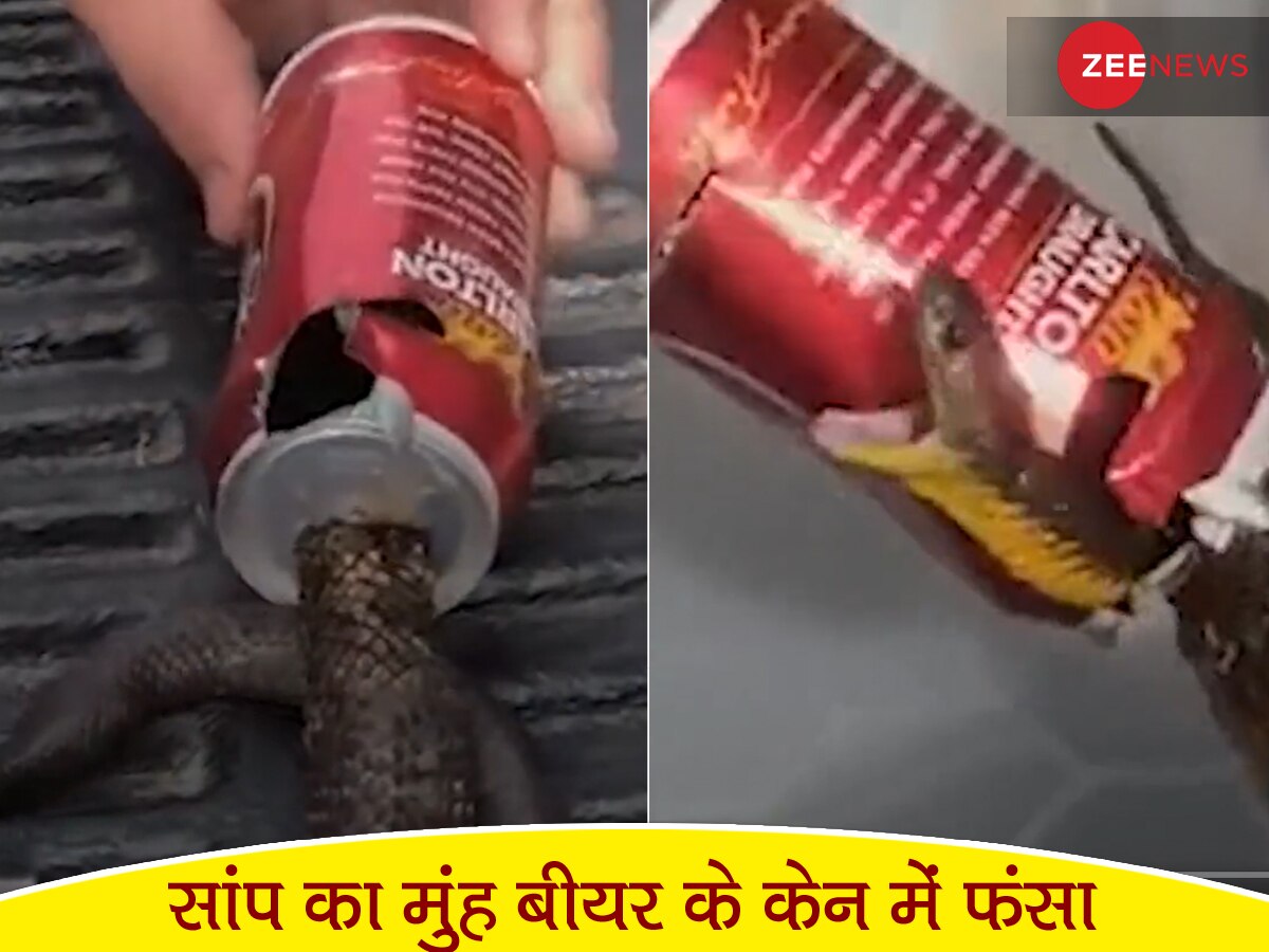 Dangerous snake came out of beer can snake catcher caught by holding ...