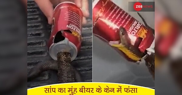 Dangerous snake came out of beer can snake catcher caught by holding ...