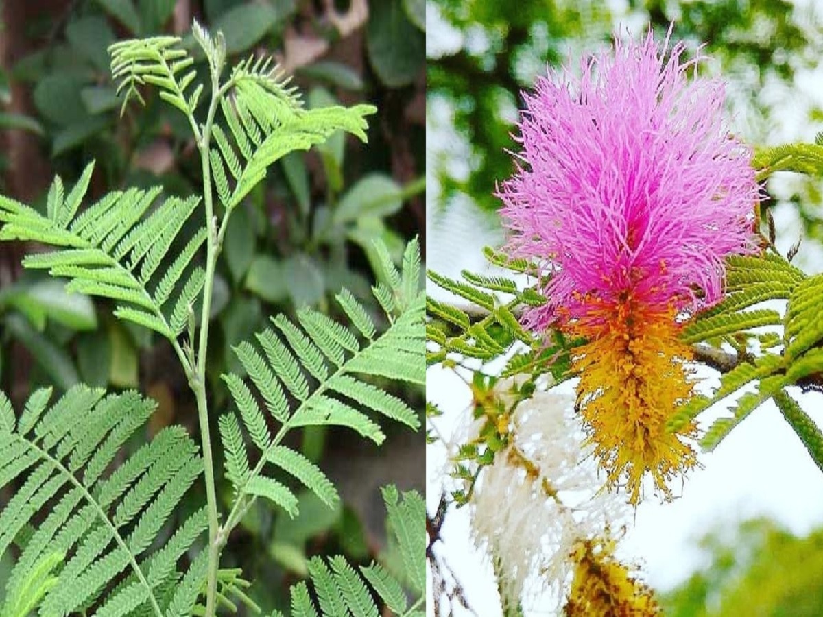 Shami Plant Flower Leaf Importance of Puja lord shiva and shanidev ...