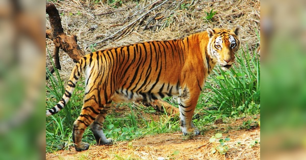 Bandhavgarh Tiger Reserve Park UMARIYA ANOTHER TIGER DEATH IN MP TIGER ...