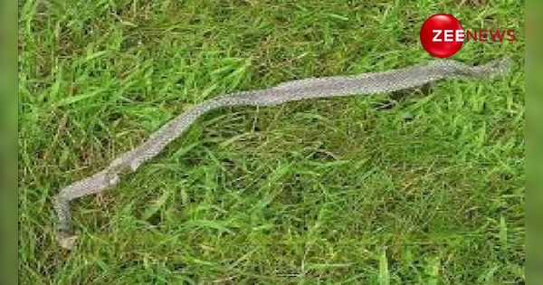 saanp ki kechuli Snake skin protects from ghosts and evil eyes blesses ...