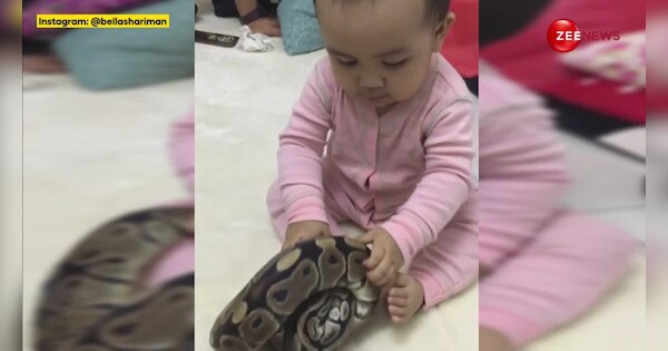 2 year old child seen playing with python mother shocked when he chewed ...
