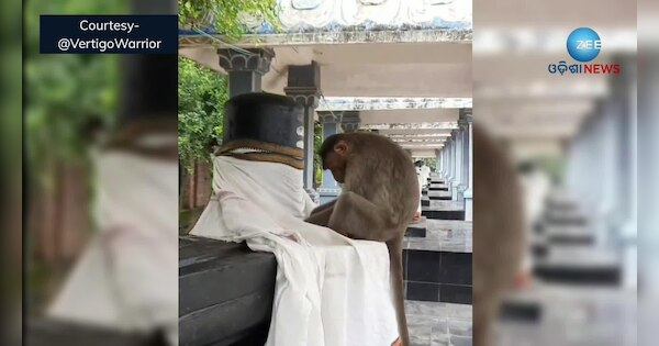 Viral Video: a Monkey is praying in front of Shivling