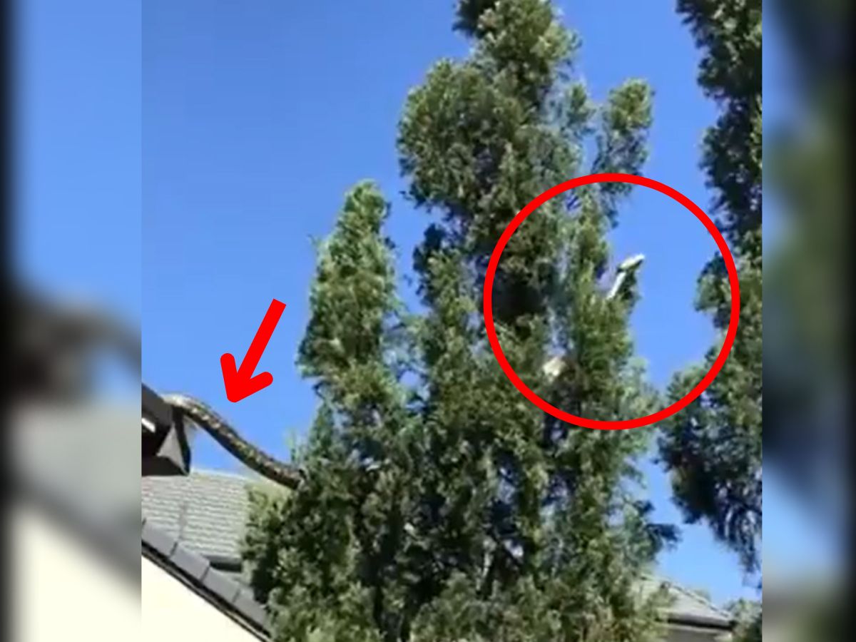 Snake Video 16 foot python was seen crawling on roof people started screaming in fear| Snake ...
