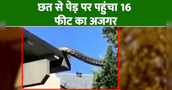 viral video snake come on tree from foof people fear | Video: छत से ...