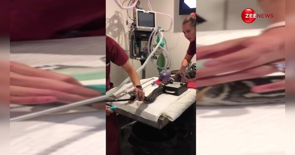 poisnous great 15 feet long snake gulps girls beach towel video stuns ...