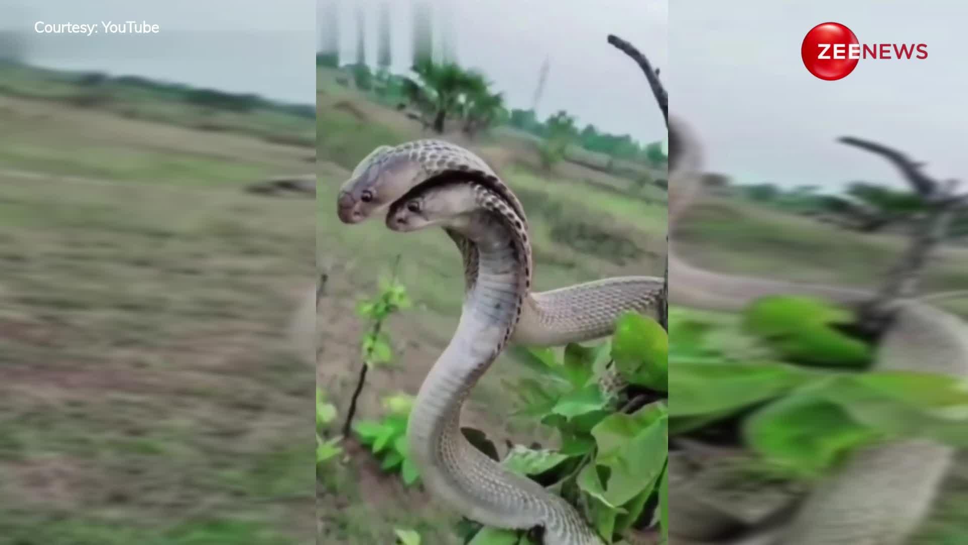 first time in india seen rare snakes beautiful pair of king cobra mating captured live on camera ...