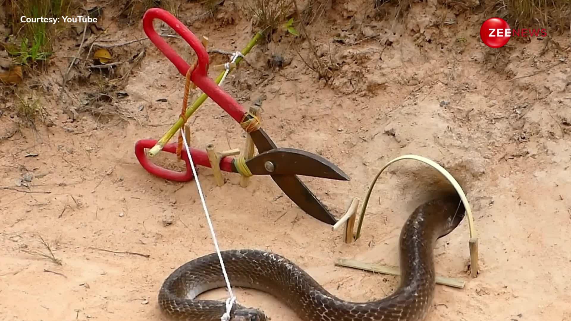 king cobra kiler man came up with a unique method to trap snake watch ...