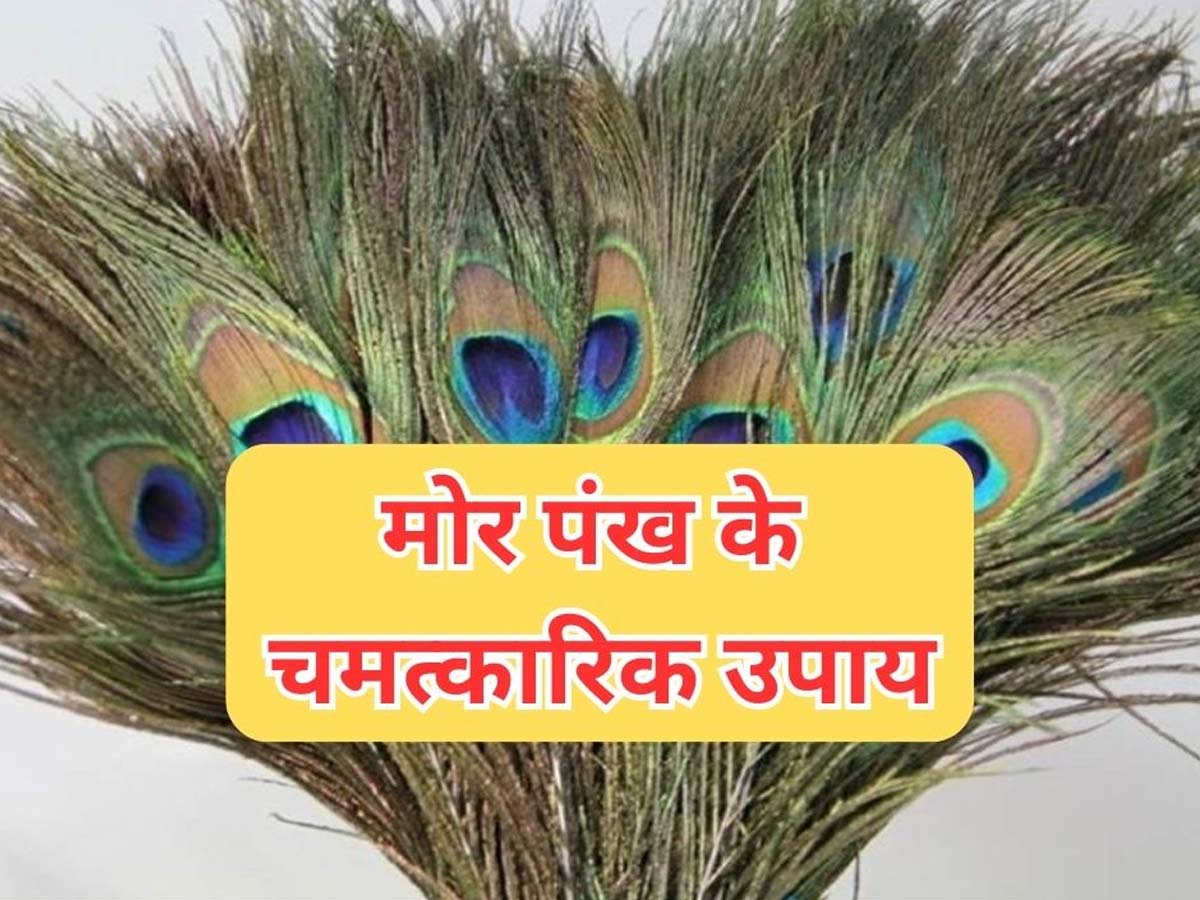 Mor Pankh Ke Upay remedies for peacock feathers | Mor Pankh Ke Upay ...