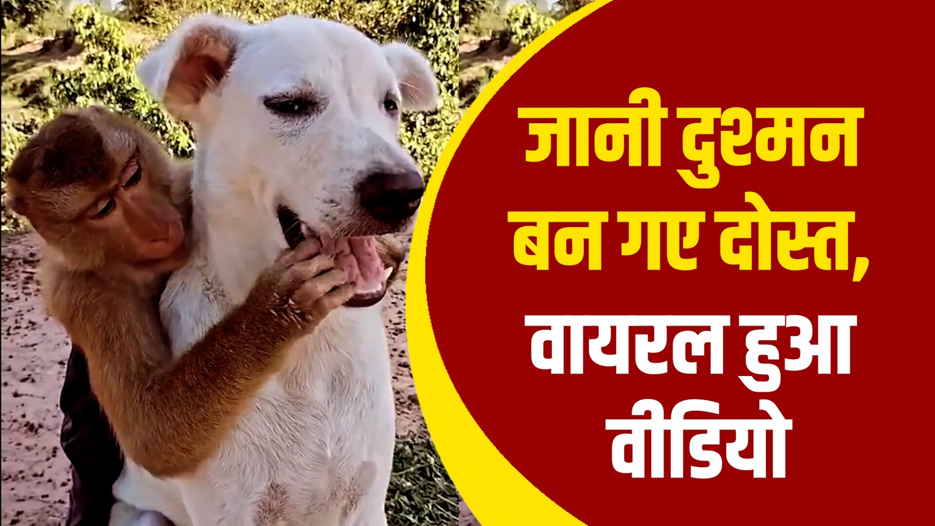 Most amazing video of dog and monkey playing together instead of ...